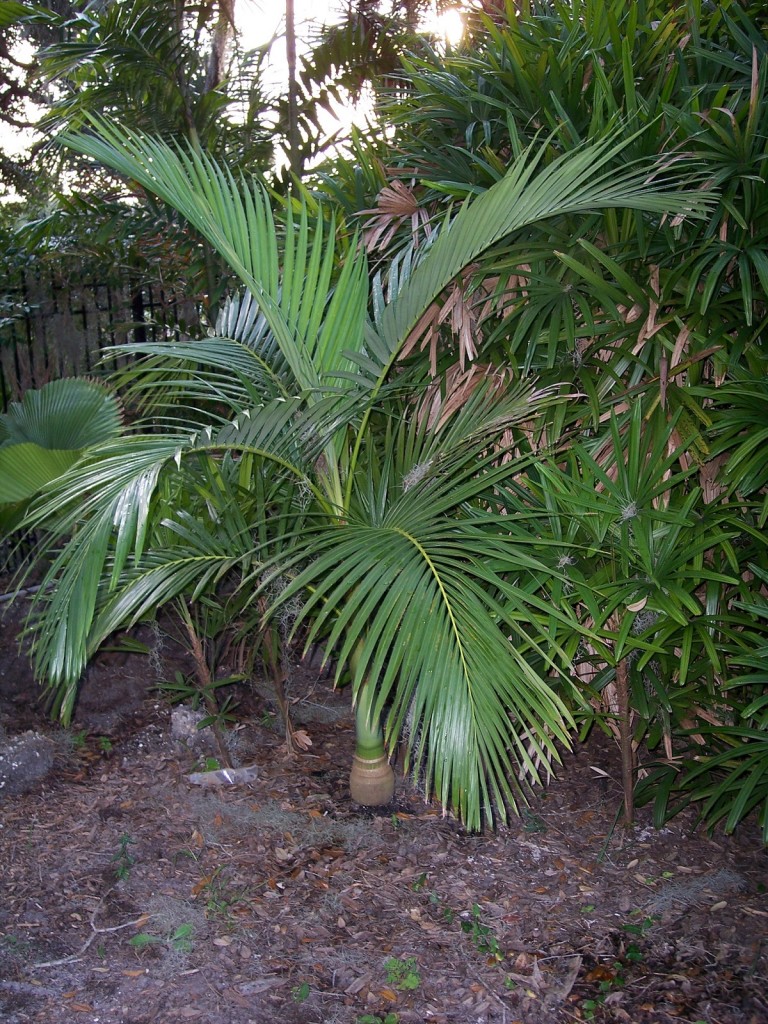 Palma Archontophoenix alexandrae 5 semen - obsahuje 5 semen | Aukro