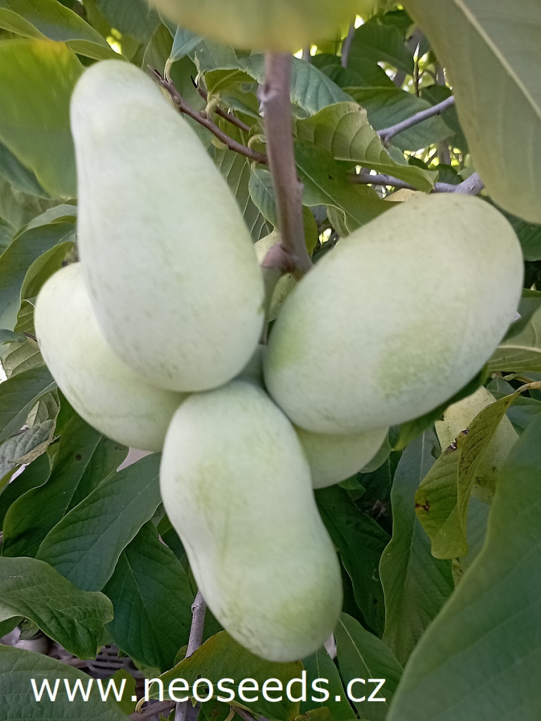 Asimina Triloba stratifikované semeno - obsahuje 3 stratifikovaná sem ...